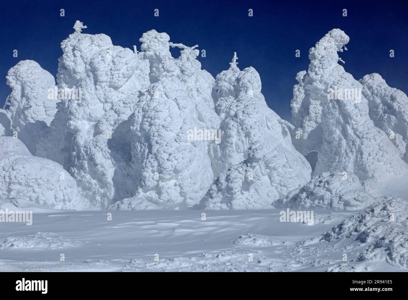 Juhyō in Zaō Stock Photo - Alamy