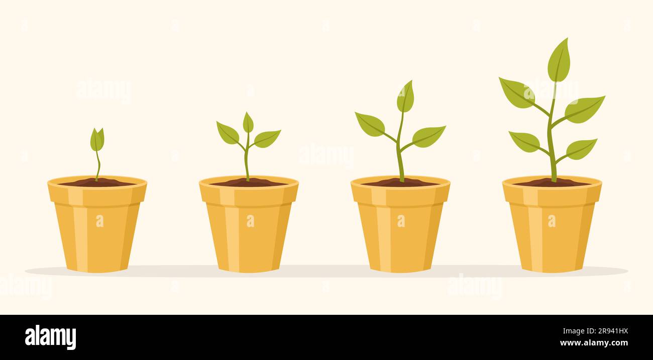 Plants in yellow ceramic pots. Infographics of plant growth phases ...