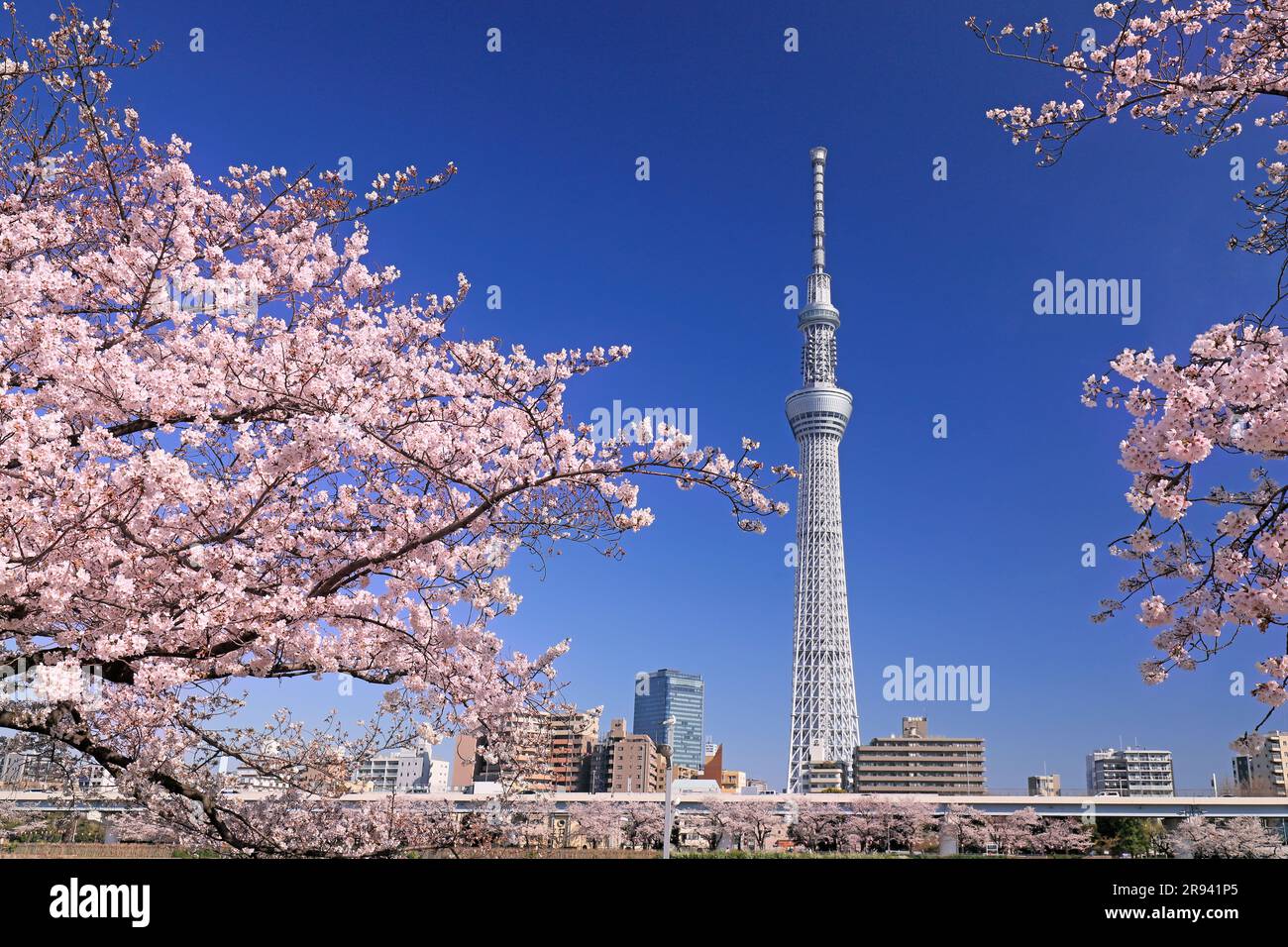 Cherry blossoms and Sky Tree in Sumida Park Stock Photo - Alamy