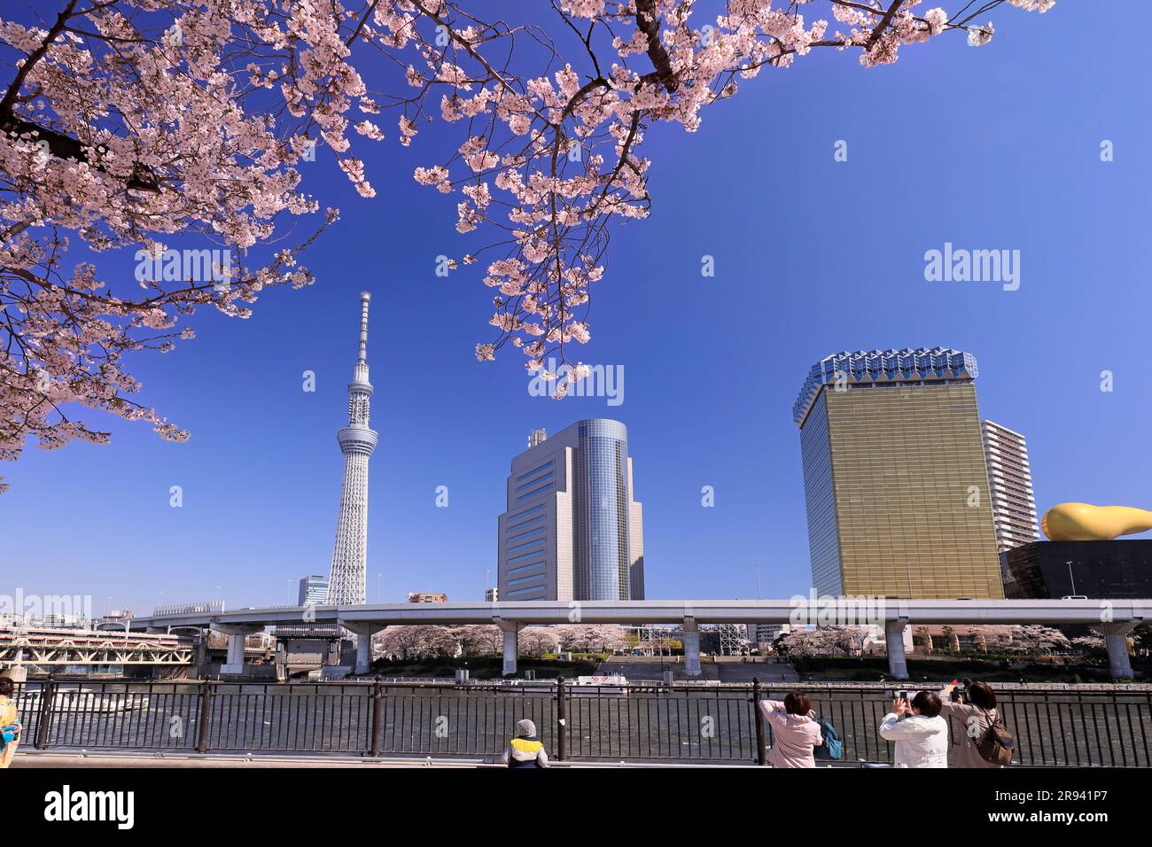 Sumida park cherry blossoms sumida hi-res stock photography and images ...