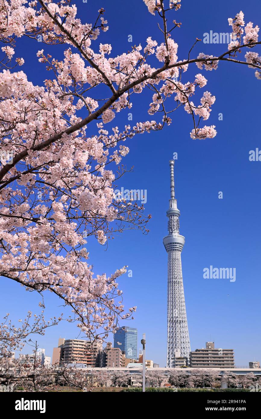 Cherry blossoms and Sky Tree in Sumida Park Stock Photo - Alamy