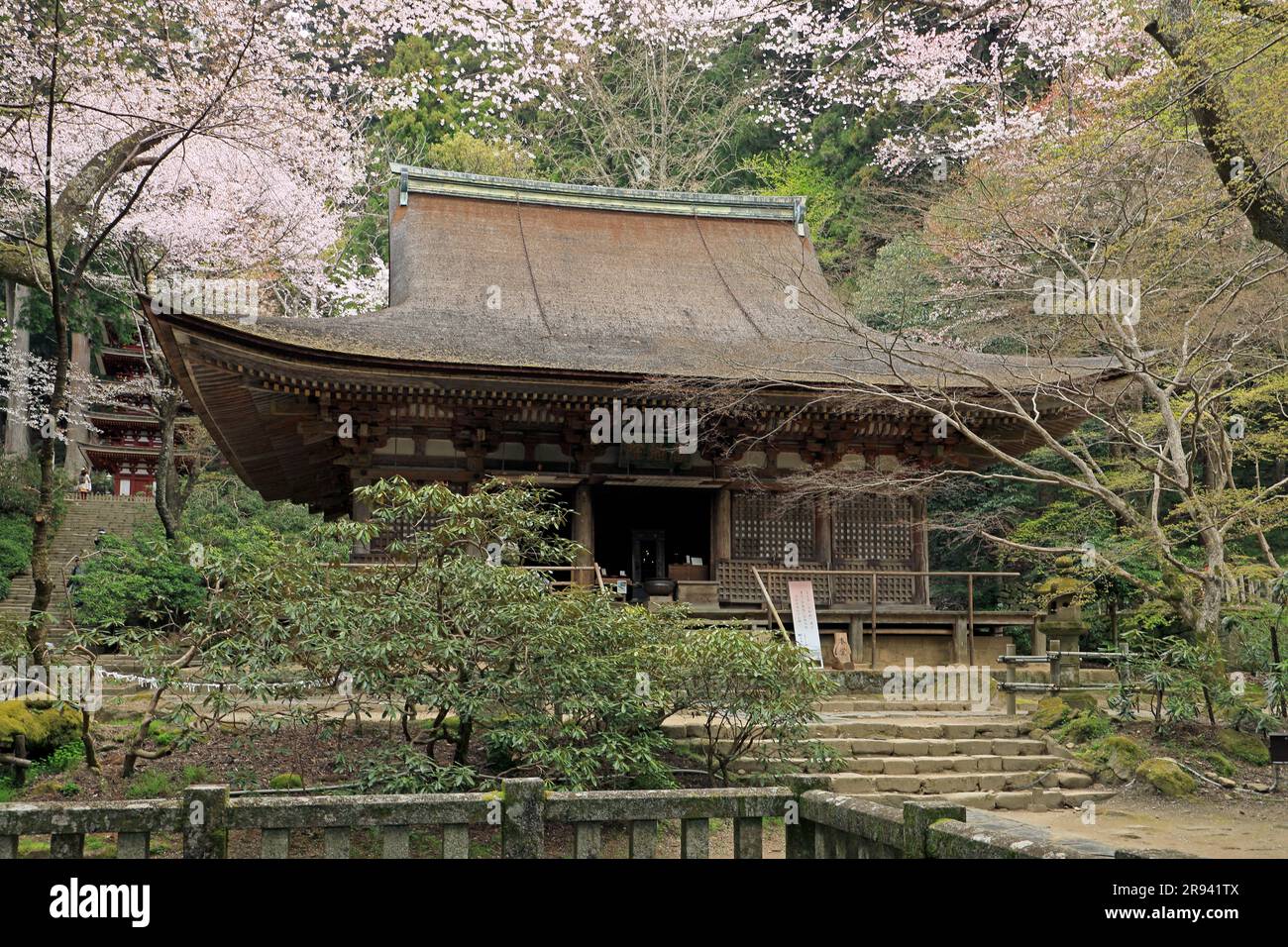 The main hall of Muroji Temple and cherry blossoms Stock Photo - Alamy