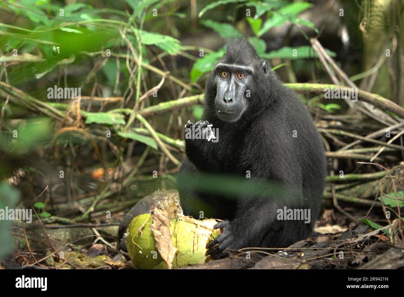 A Sulawesi crested macaque (Macaca nigra) eats coconut fruit while ...