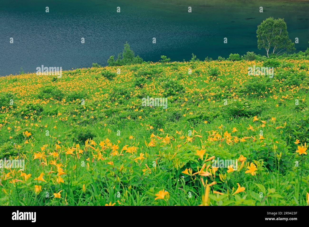 Lake Notan and Nikkoukisuge Stock Photo - Alamy