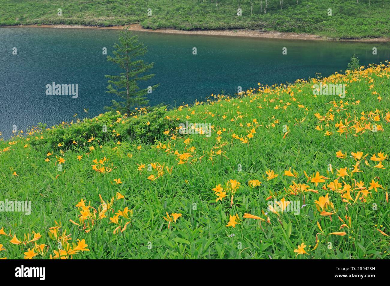 Lake Notan and Nikkoukisuge Stock Photo - Alamy