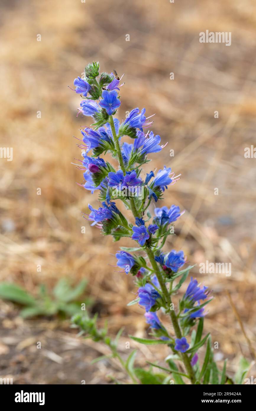 Echium vulgare in nature hi-res stock photography and images - Alamy