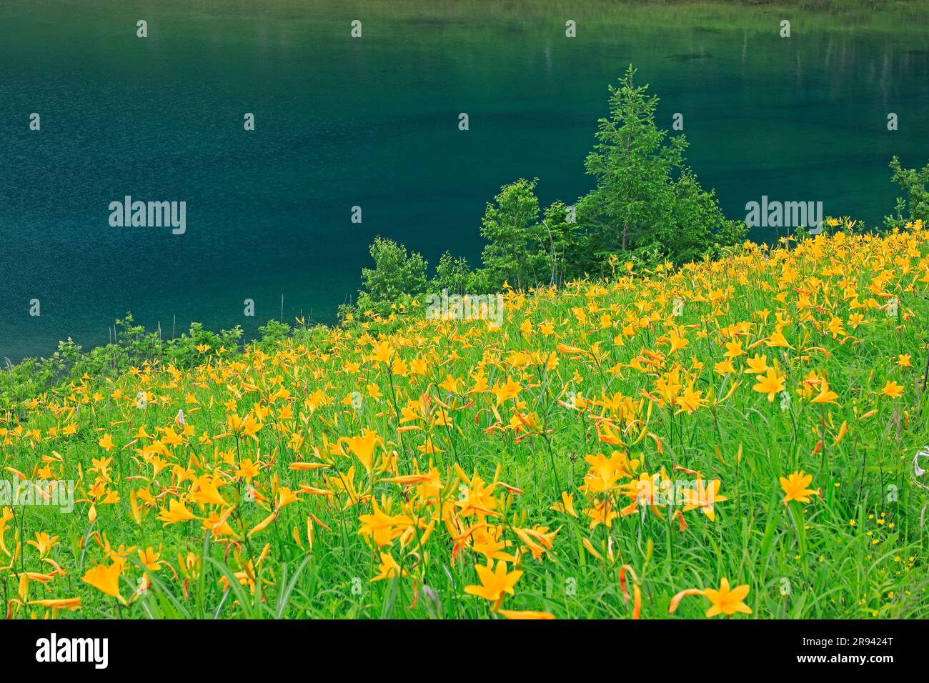 Lake Notan and Nikkoukisuge Stock Photo - Alamy