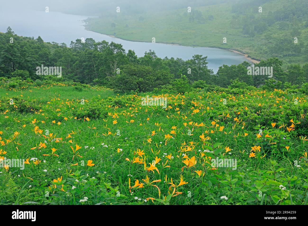 Notan hi-res stock photography and images - Alamy