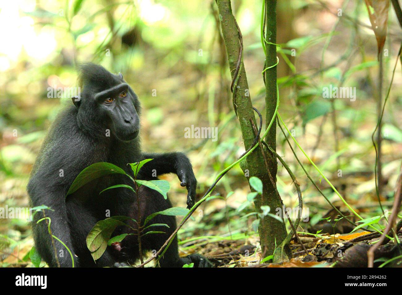 A crested macaque (Macaca nigra) is sitting on the ground in Tangkoko ...