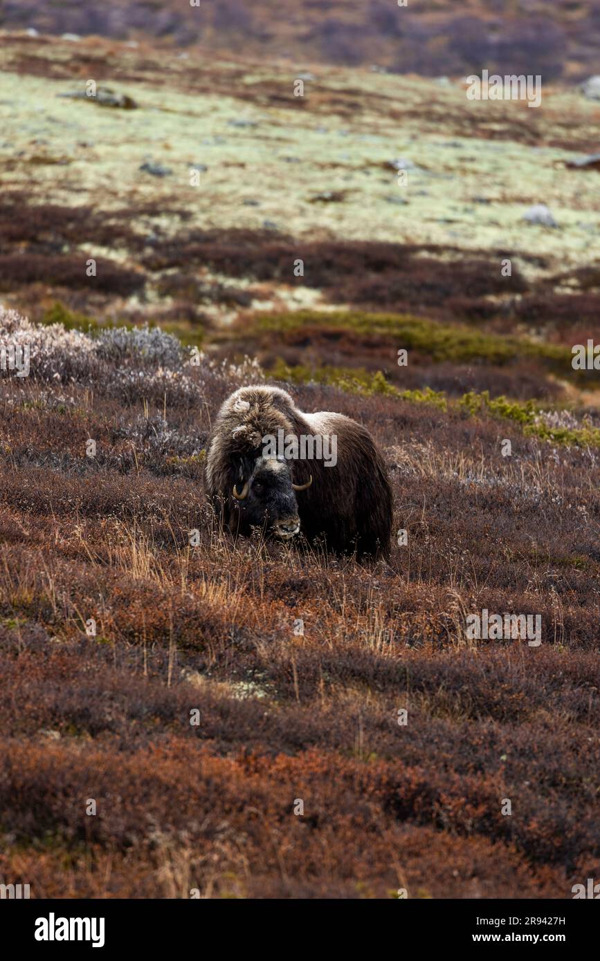 A closeup of a brown Musk Ox grazing in a field of tall with blurry ...