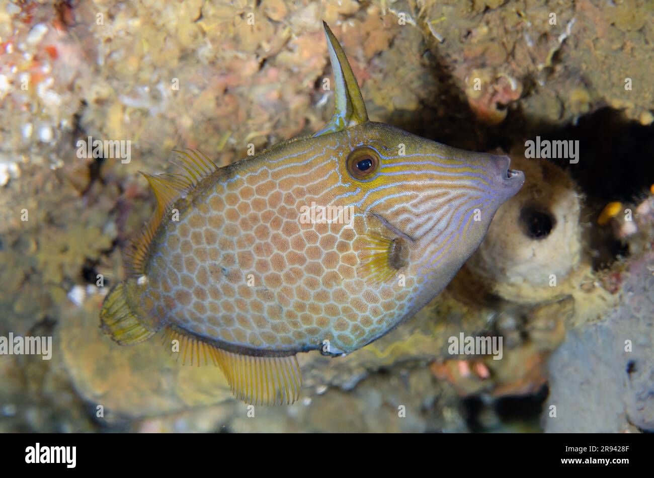 Wirenet Filefish, Cantherhines pardalis, with erect dorsal fin spine ...