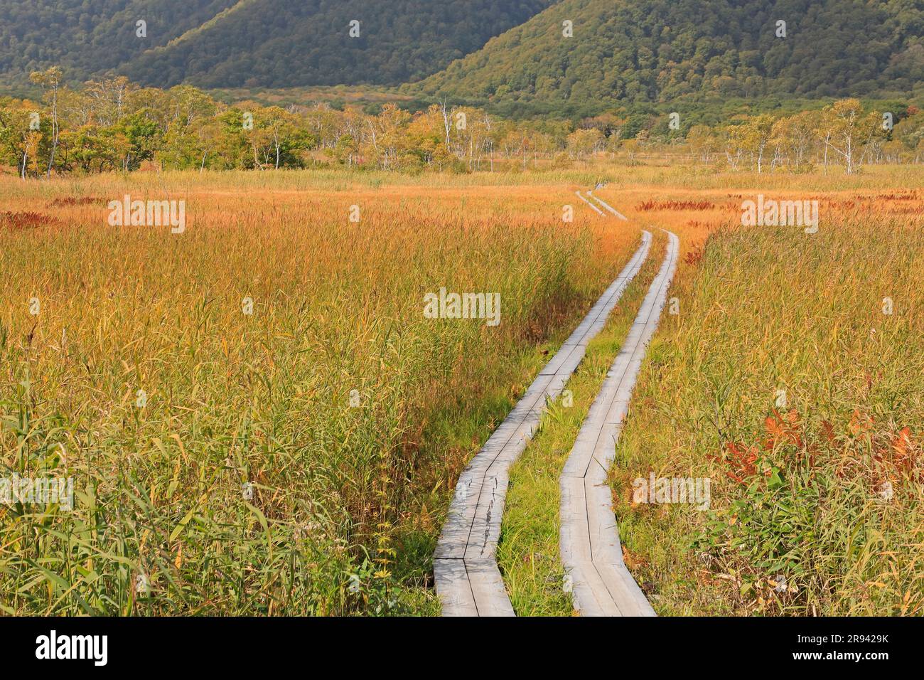 Oze national park japan hi-res stock photography and images - Alamy