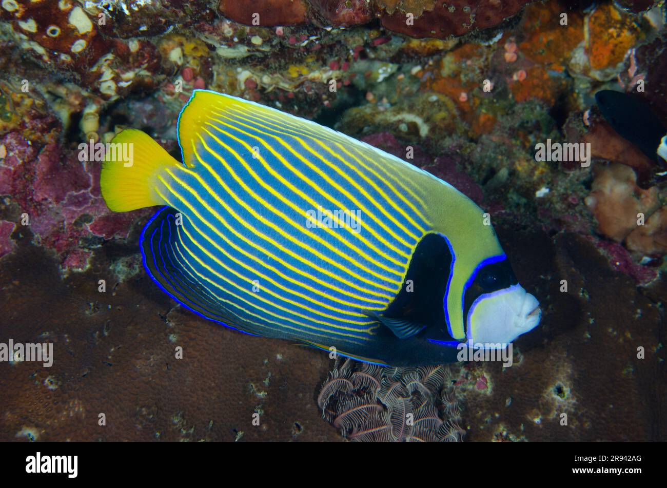 Emperor Angelfish, Pomacanthus imperator, Gili Tepekong Canyon dive ...