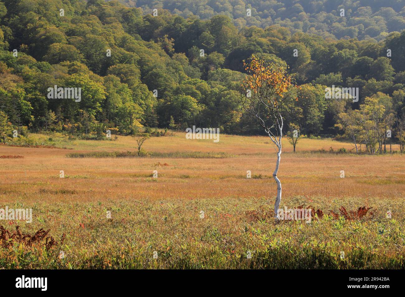 Oze national park (katashina, japan) hi-res stock photography and ...