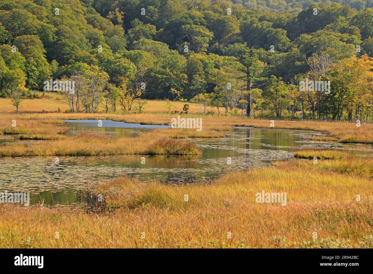 Oze national park japan hi-res stock photography and images - Alamy