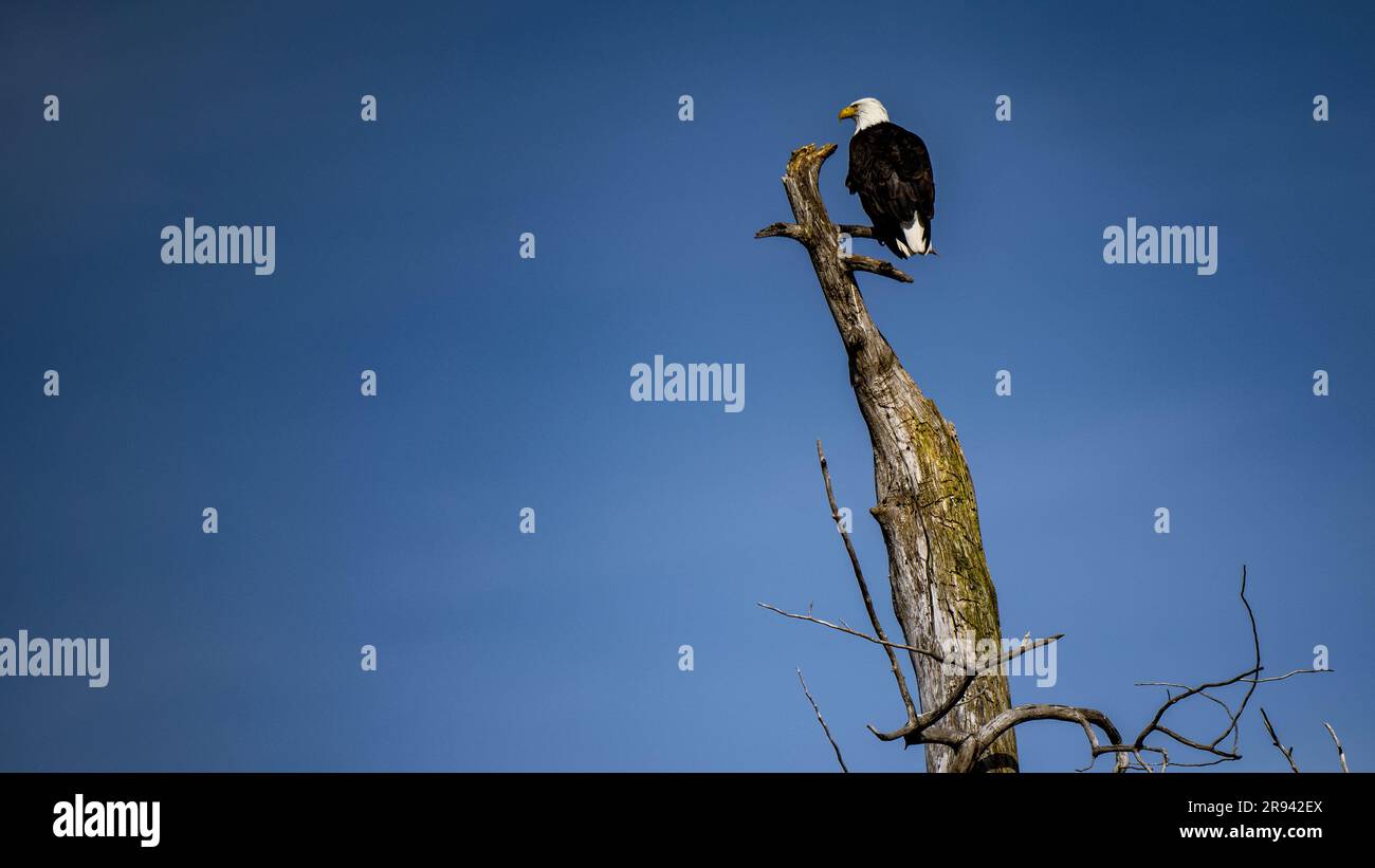 A majestic bald eagle is perched atop a dead tree branch under a bright ...