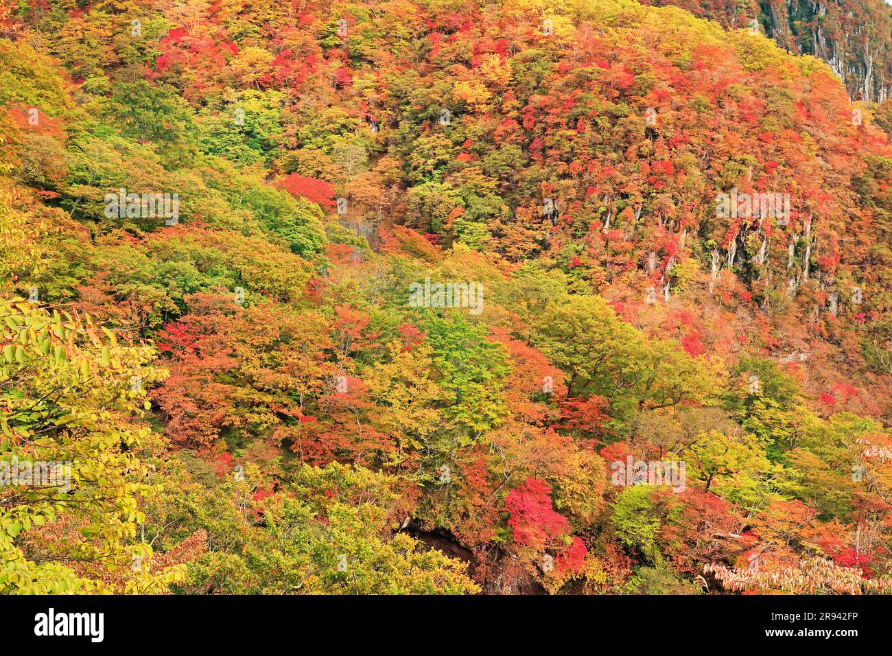 Autumn Leaves on Irohazaka Slope Stock Photo - Alamy