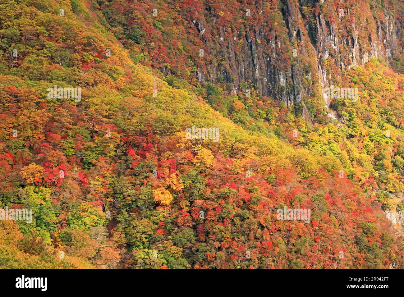 Autumn Leaves on Irohazaka Slope Stock Photo - Alamy