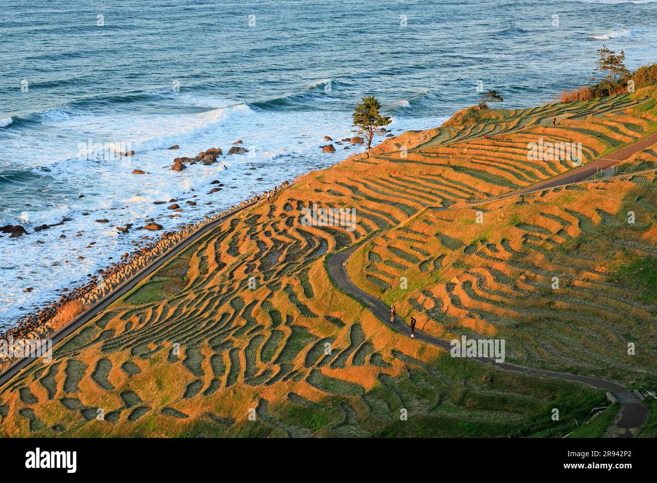 Terraced Rice Paddies of Shirakume-Senmaida in the Evening View Stock ...
