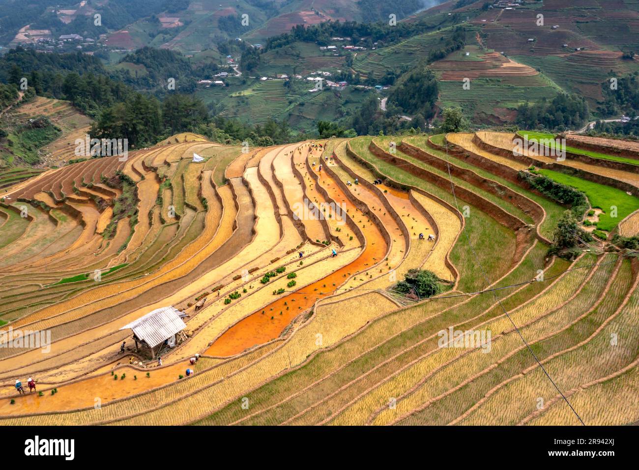 Terraced fields during the watering season in De Xu Phinh, Mu Cang Chai ...
