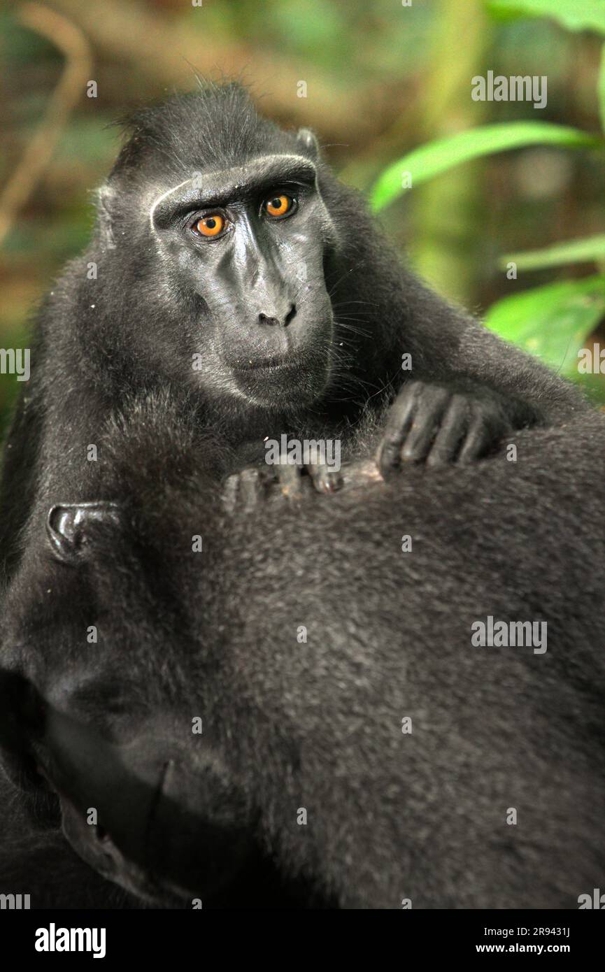 A crested macaque (Macaca nigra) stares at camera as it is grooming ...