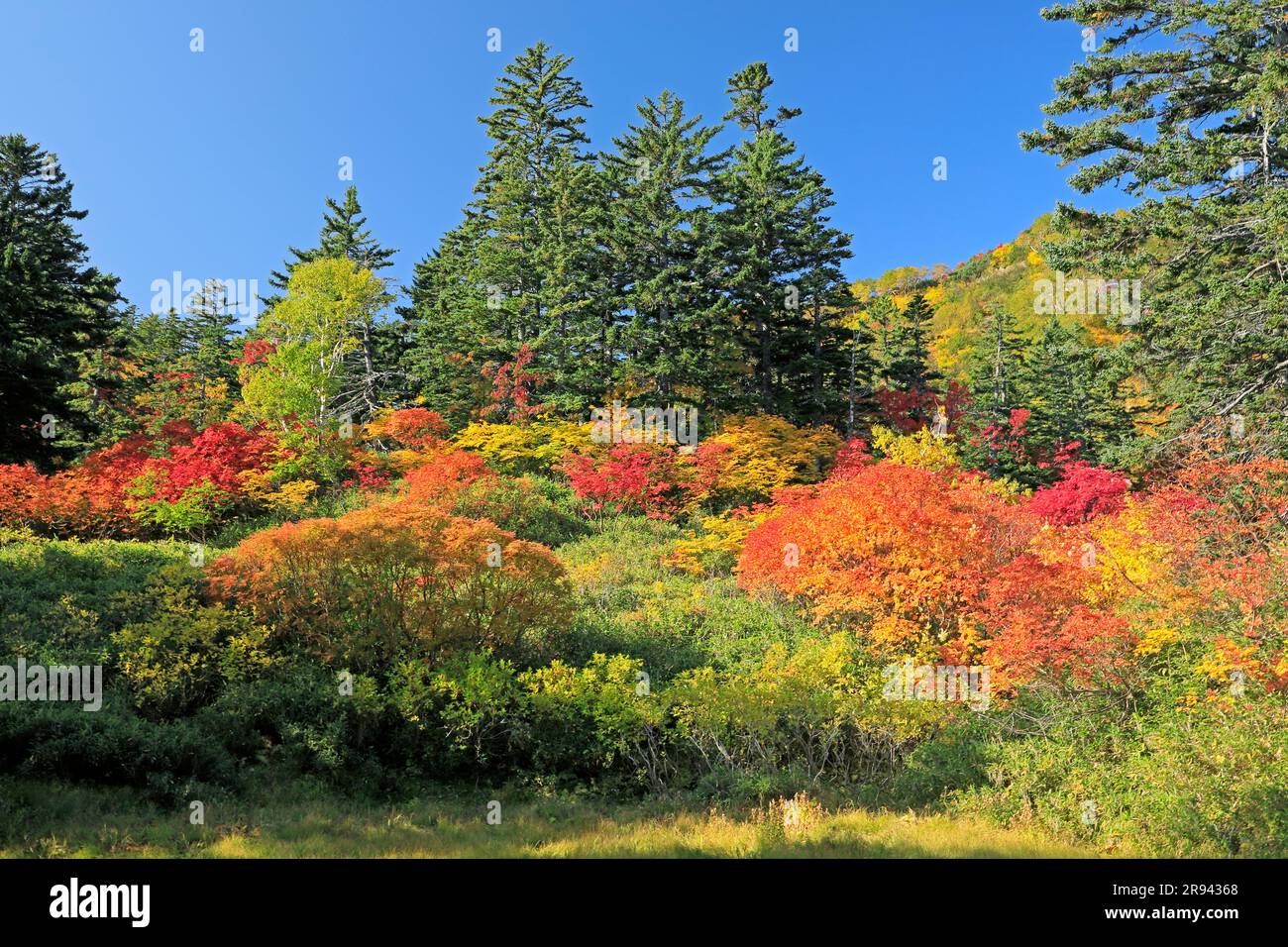 Kogen Onsen in Autumn Leaves Stock Photo - Alamy