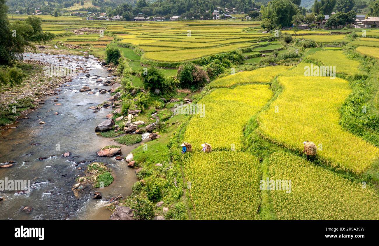 Ethnic minority people carry rice trees across the stream to go home in ...