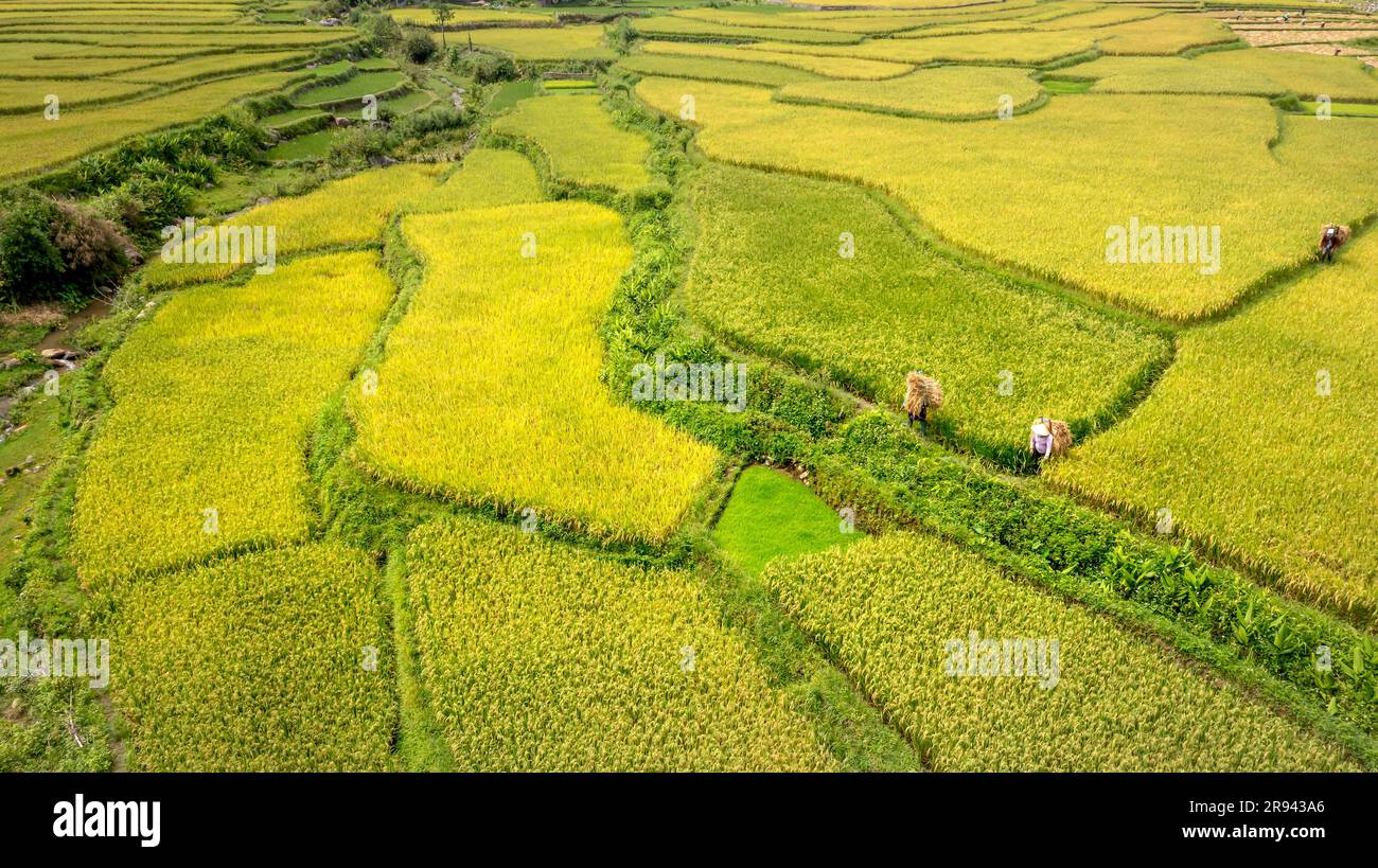 Ethnic minority people carry rice trees across the stream to go home in ...