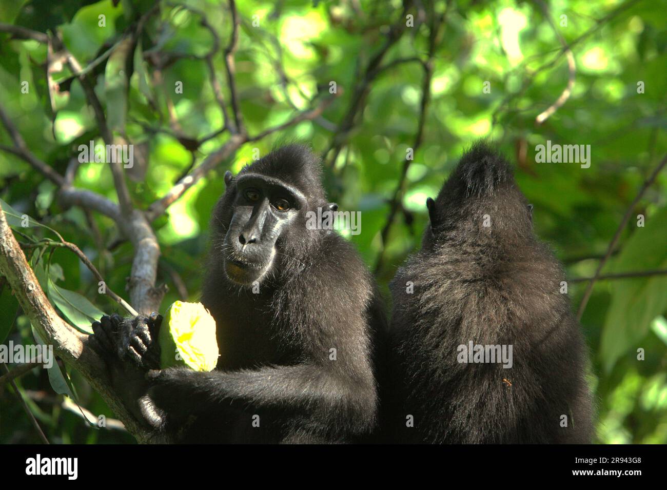 Crested macaque disease hi-res stock photography and images - Alamy