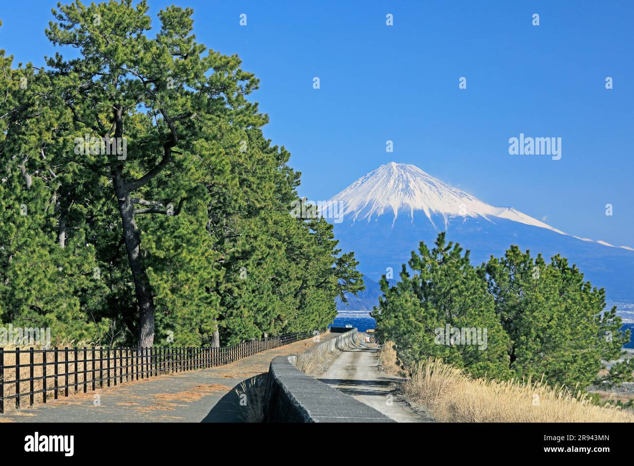 Miho pine grove hi-res stock photography and images - Alamy