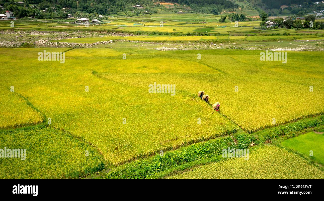 Ethnic minority people carry rice trees across the stream to go home in ...