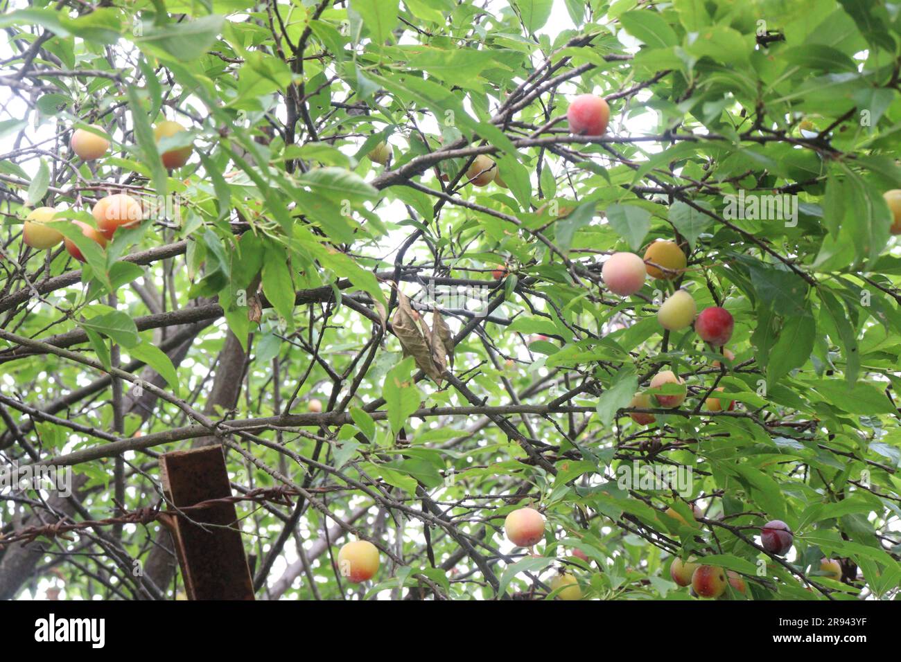 Apricot fruit on tree in farm for harvest are used fruit and spice ...