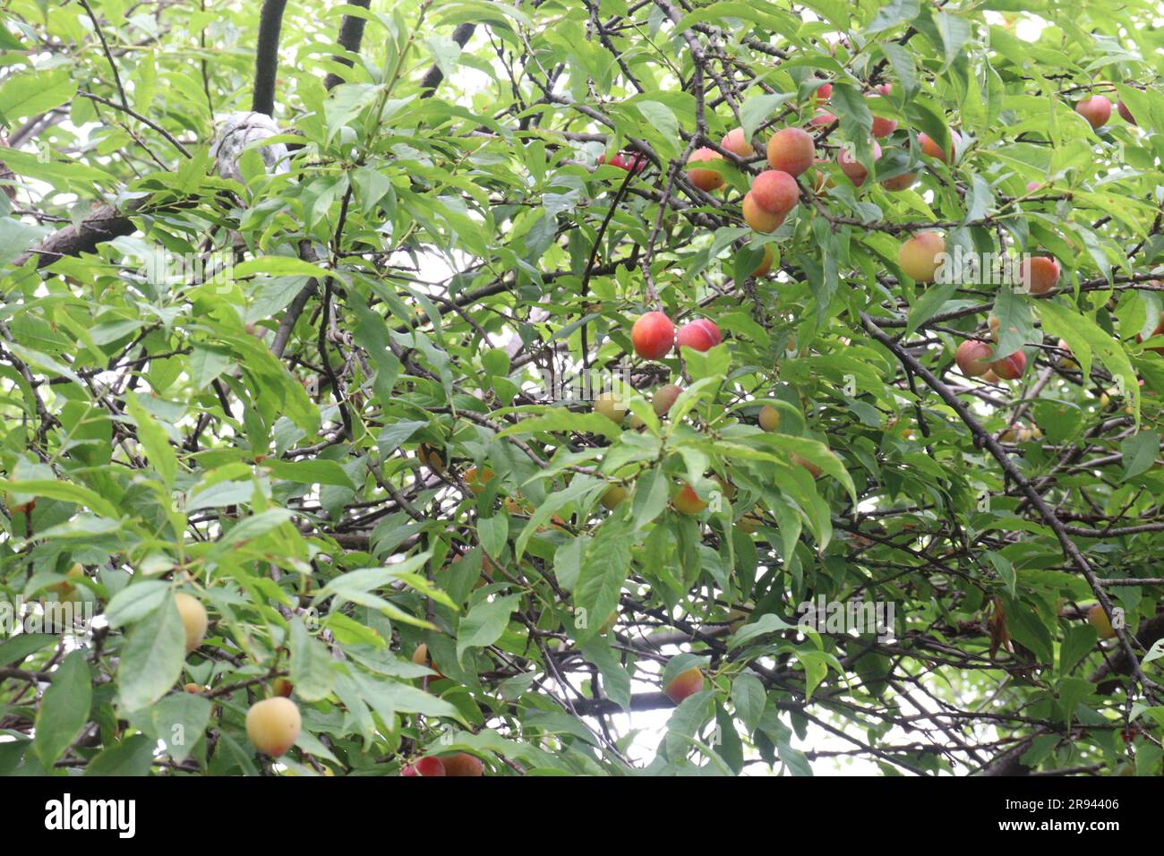Apricot fruit on tree in farm for harvest are used fruit and spice ...