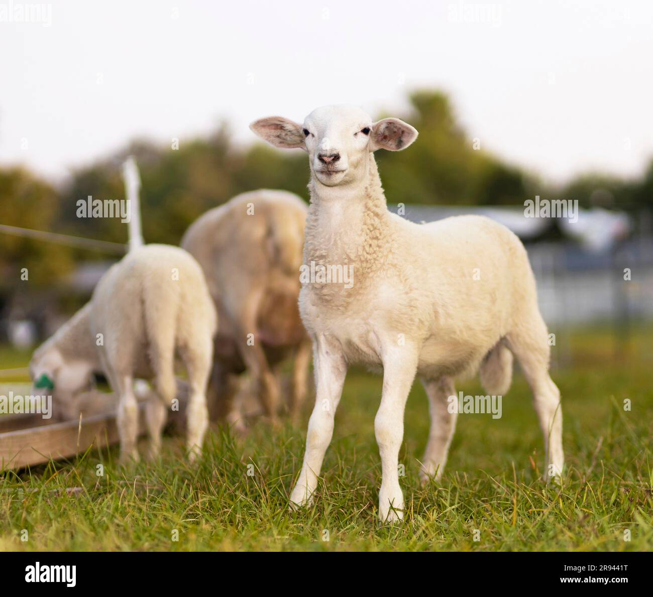 Proud white Katahdin sheep lamb standing on a green field Stock Photo ...