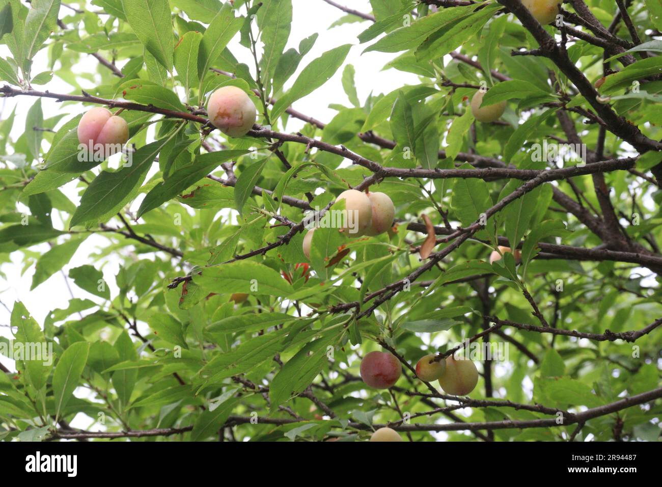 Apricot fruit on tree in farm for harvest are used fruit and spice ...