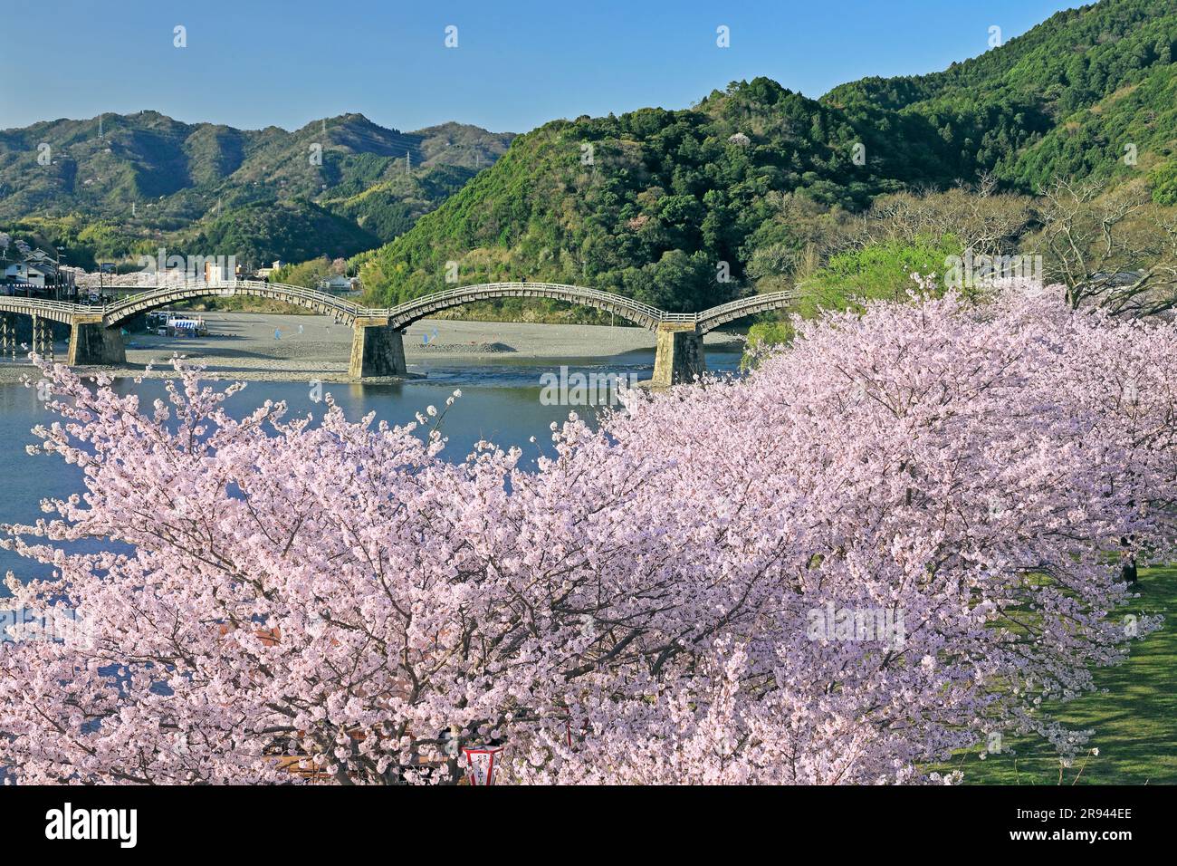 Kintai-bashi bridge and cherry blossoms Stock Photo - Alamy