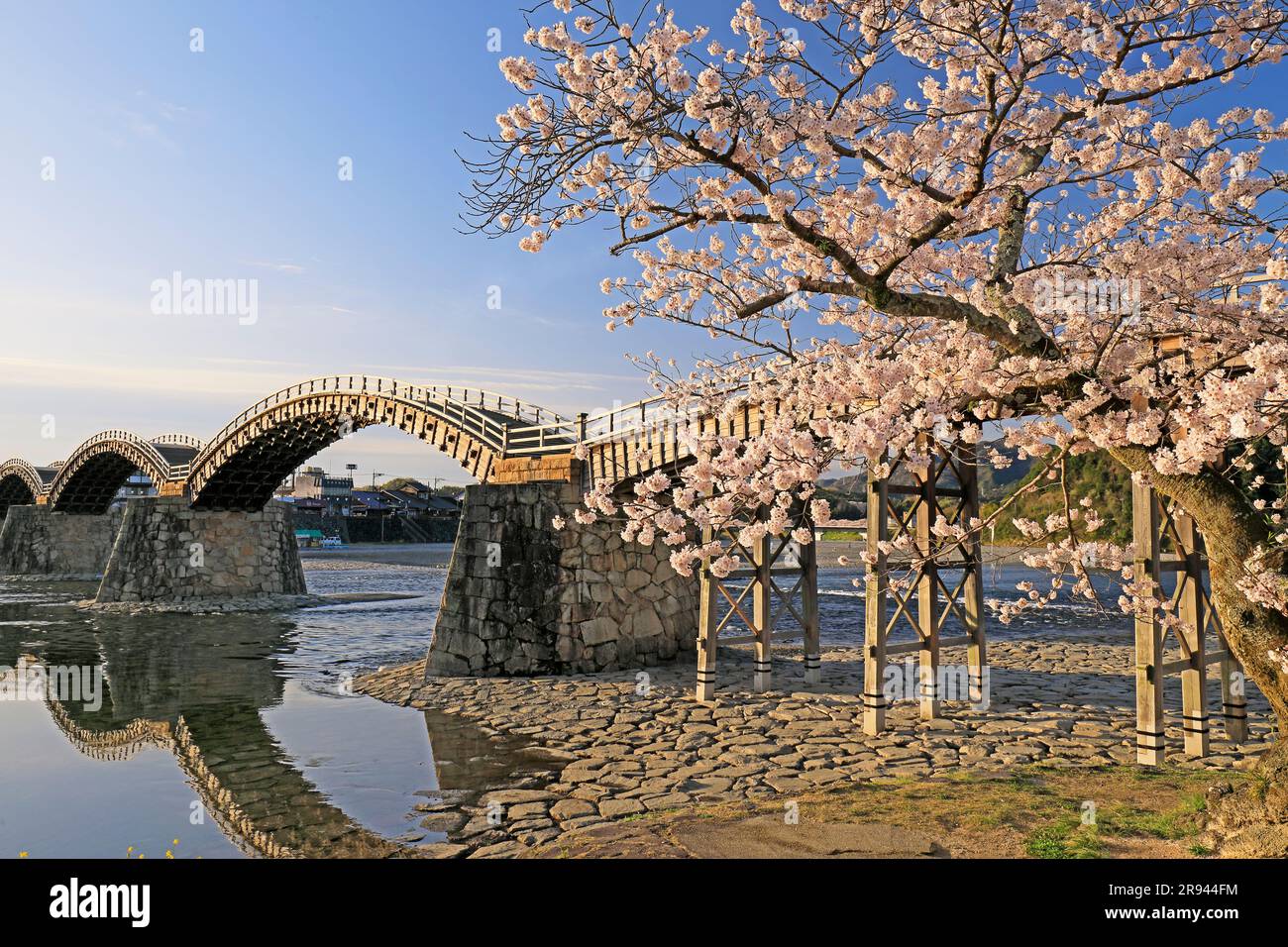 Kintai Bridge and cherry blossoms in the morning Stock Photo - Alamy