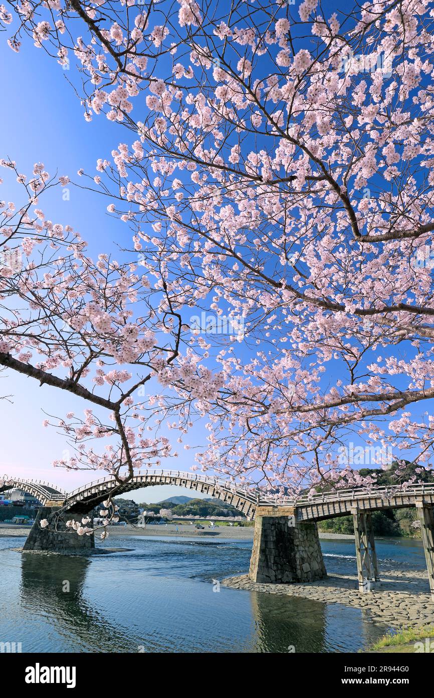 Kintai bridge blossom hi-res stock photography and images - Alamy