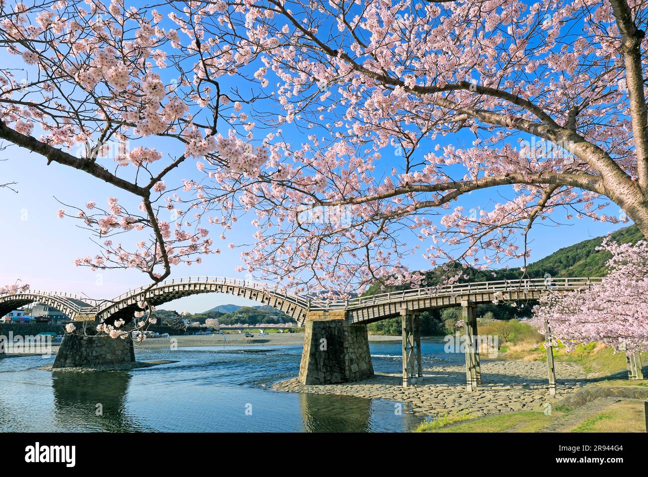 Kintai-bashi bridge and cherry blossoms Stock Photo - Alamy
