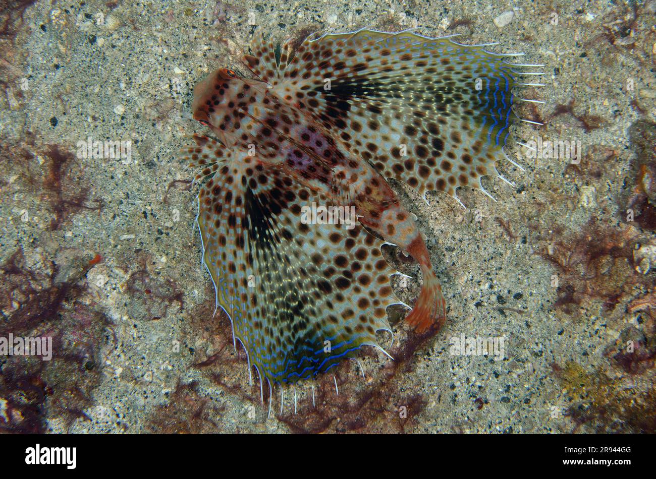Oriental Flying Gurnard, Dactyloptena orientalis, displaying wing-like ...