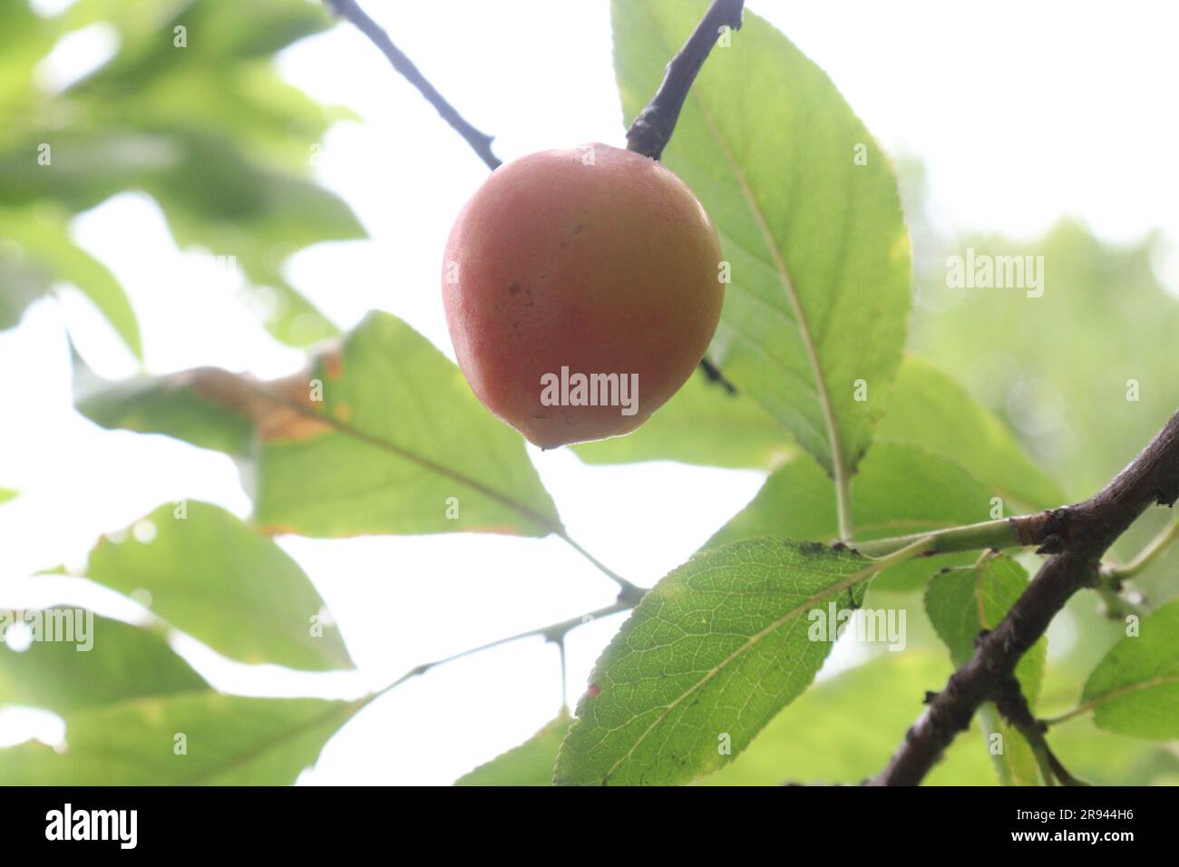 Apricot fruit on tree in farm for harvest are used fruit and spice ...