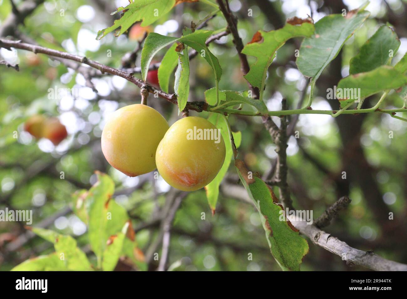 Apricot fruit on tree in farm for harvest are used fruit and spice ...