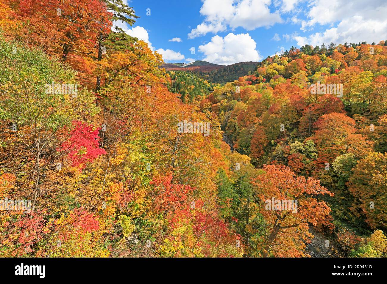 Autumn leaves of Tamagawa Onsen Stock Photo - Alamy