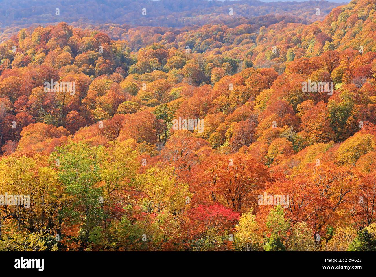 Autumn leaves of beech in Tamagawa Onsen Stock Photo - Alamy