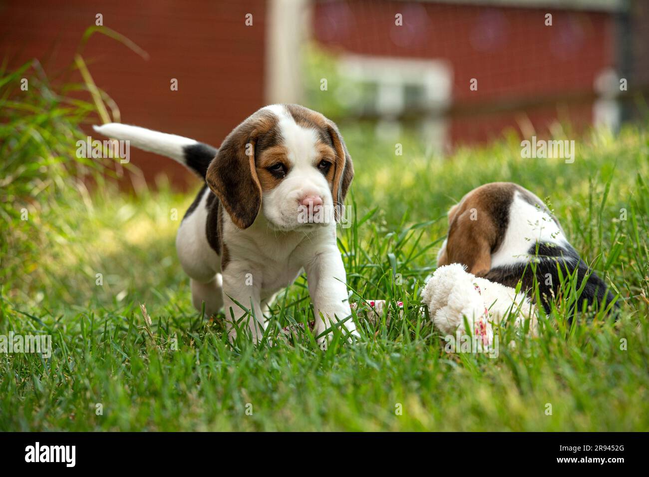 Beagle breeder hi-res stock photography and images - Alamy