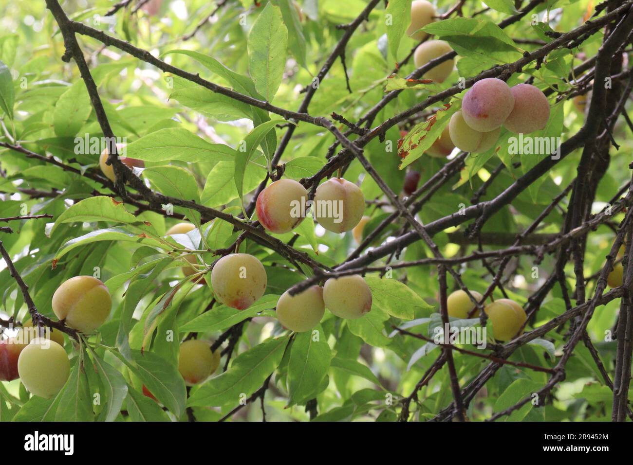 Apricot fruit on tree in farm for harvest are used fruit and spice ...