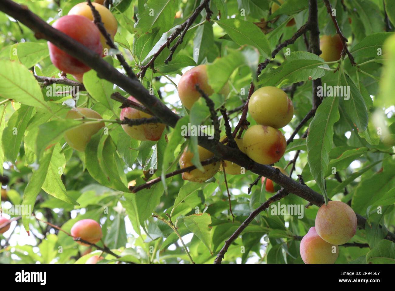 Apricot fruit on tree in farm for harvest are used fruit and spice ...