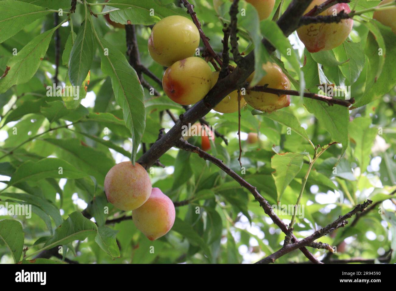 Apricot fruit on tree in farm for harvest are used fruit and spice ...