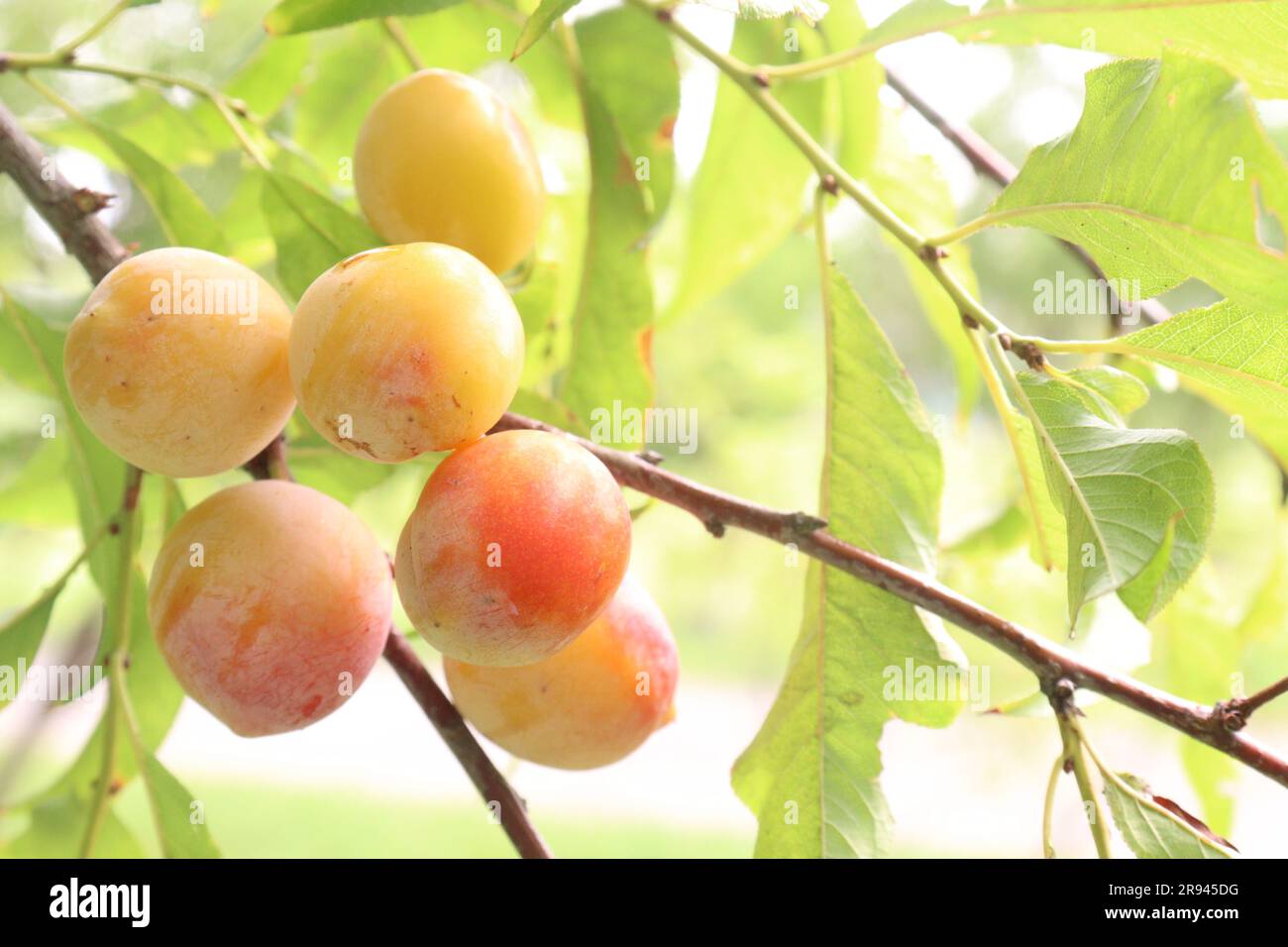 Apricot fruit on tree in farm for harvest are used fruit and spice ...