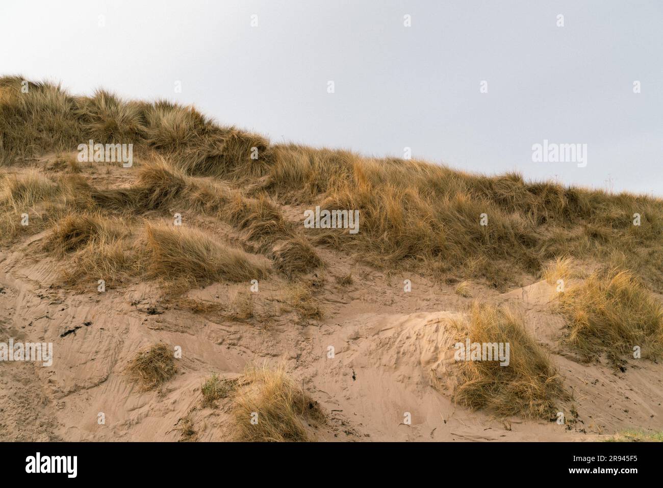 A closeup of dune covered a beach during sunny weather in Scotland ...